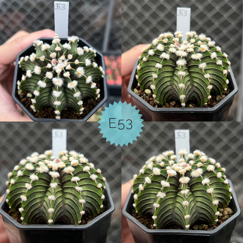 LB2178 ไซด์แม่พันธุ์ ขนาด 6 ซม ทุกต้น LBแท้ แอลบี2178 2178 LB2178แท้ | Shopee Thailand