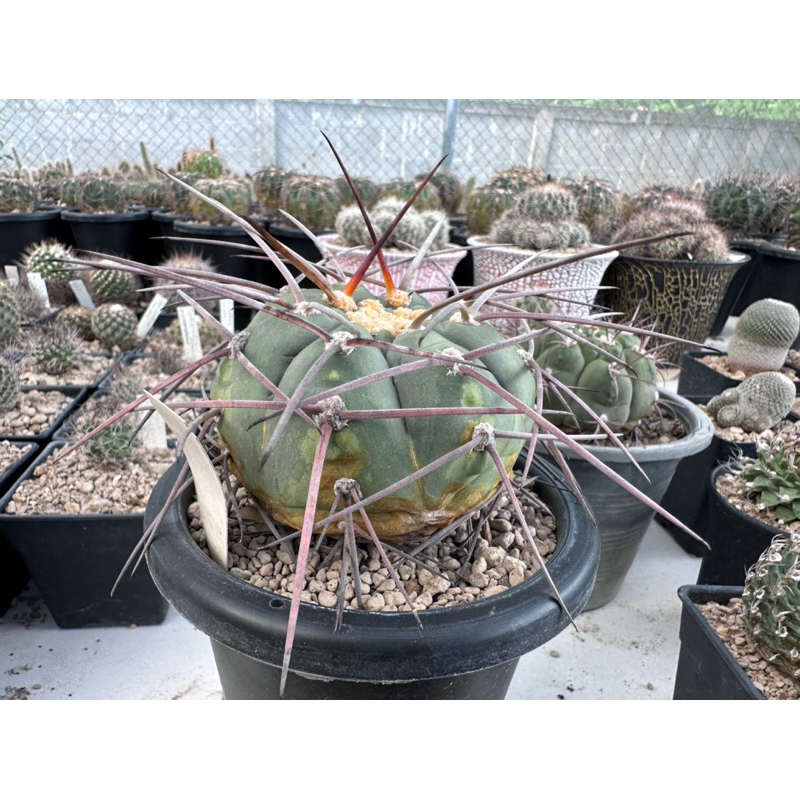 Gymnocalycium spegazzinii v. armatum VS0597 Paichu ไม้เมล็ด (B ...