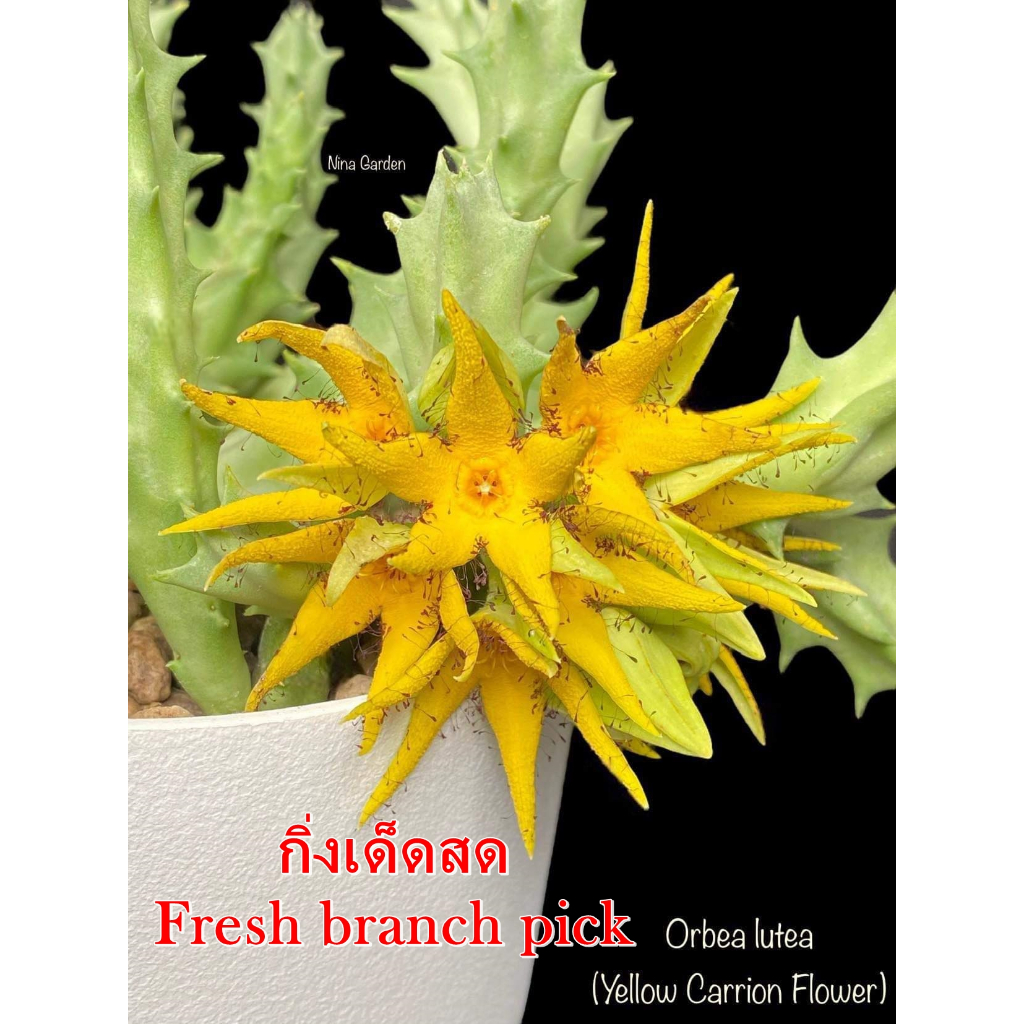 เก๋งจีน Orbea Lutea (Yellow Carrion Flower) *กิ่งเด็ดสด* แคคตัส ไม้อวบ ...