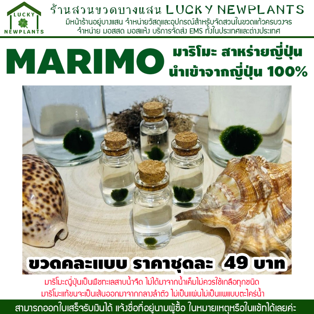 มาริโมะ Marimo ญี่ปุ่น แท้ 100% เซ็ทพร้อมขวดคละแบบ 49 บาท ซื้อ 2 แถมฟรี 1 เซ็ท | Shopee Thailand