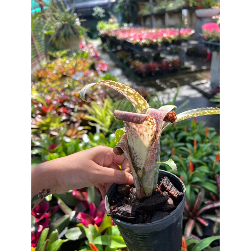 สับปะรดสี bill.Hula auwanna สับปะรดสี สกุล บิลเบอร์ ไม้ประดับ ทนแดด ทน ...