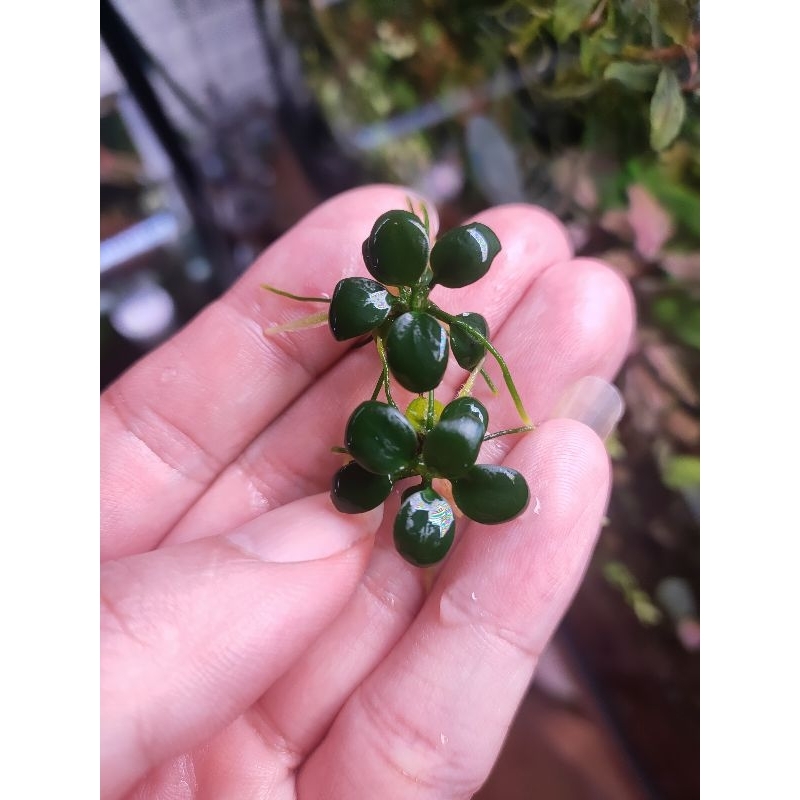 Anubias nana petite mini /mini coin ใบน้ำ100% และเนื้อเยื้อ | Shopee ...