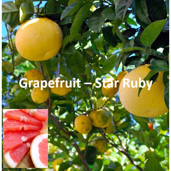 ต้น เกรบฟรุต - สตาร์ รูบี้ Grapefruit - Star Ruby สูง 50-70 ซ.ม. เกรพฟรุต | Shopee Thailand