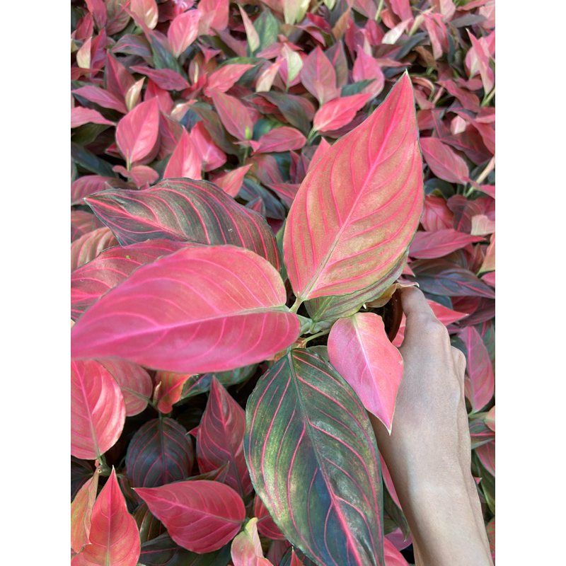 อโกนีม่า ขันหมากราชาแดง Aglonema red vien | Shopee Thailand