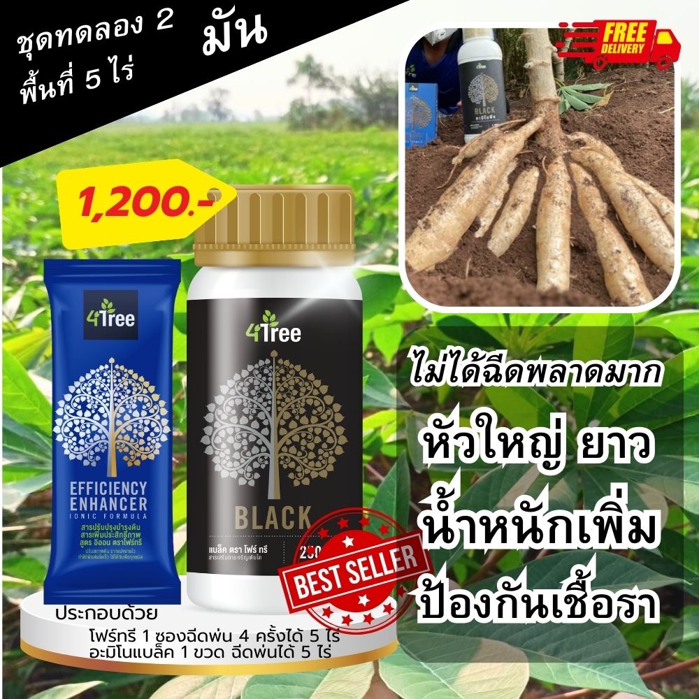 4tree(โฟร์ทรี)ชุดทดลอง2 ระเบิดหัวในมันสำปะหลัง,เพิ่ม%น้ำยาง,เพิ่มค่า ...