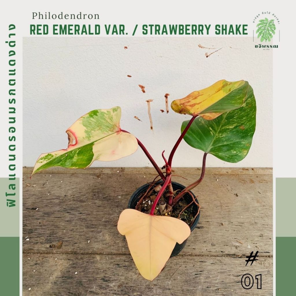 Philodendron Red Emerald (Strawberry Shake) | ฟิโลเดนดรอนเรดเอมเมอรัล ...