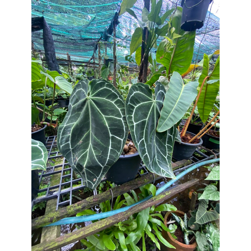 anturium crytallinum hybrid | Shopee Thailand