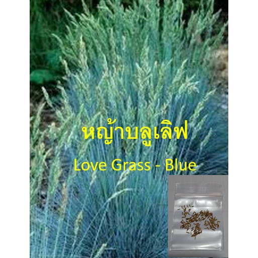 เมล็ดพันธุ์ หญ้า บลูเลิฟ Blue Love Grass (USA) | Shopee Thailand