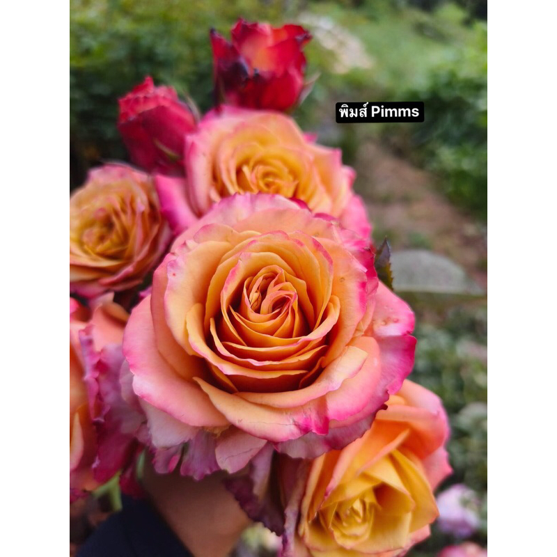 กุหลาบ - พิมส์ Pimms สีน้ำตาลแต้มชมพู | Shopee Thailand