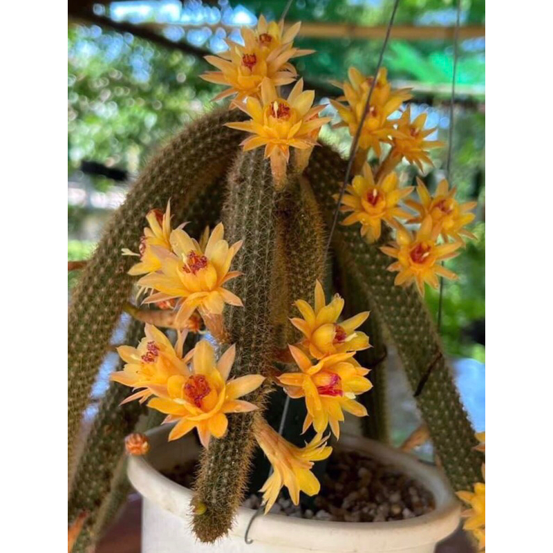 หน่อเด็ดสดหางลิง ดอกสีเหลืองเข้ม ไม้หายาก ดอกสวยมาก | Shopee Thailand