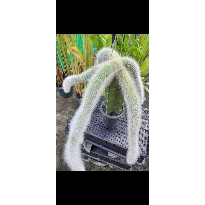 หางลิงตามรูป 750 บาท | Shopee Thailand