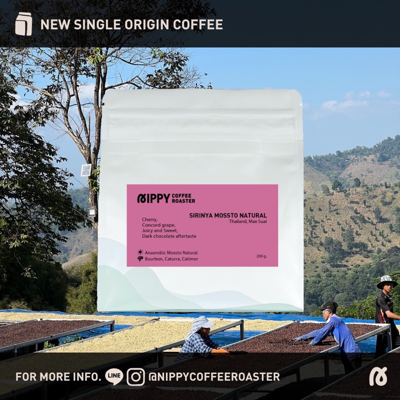 Nippy Coffee Roaster เมล็ดกาแฟคั่ว Sirinya Mossto Natural Thailand Mae ...