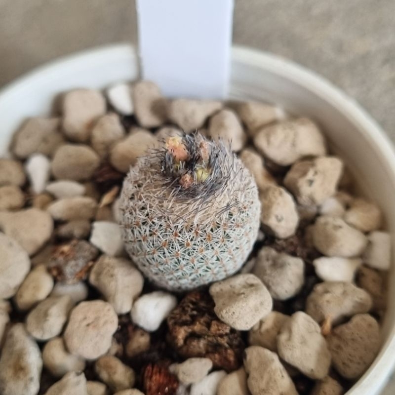 Epithelantha cryptica ชำหน่อ | Shopee Thailand
