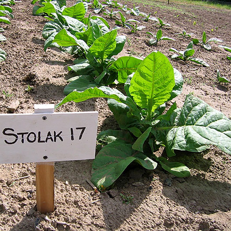 Exotic Tobacco Stolac 17 - เมล็ดพืชหอมหายากสำหรับทำสวนในบ้านและของขวัญ ...