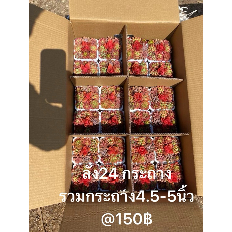 ไม้อวบน้ำยกลัง ขายส่งยกลัง | Shopee Thailand