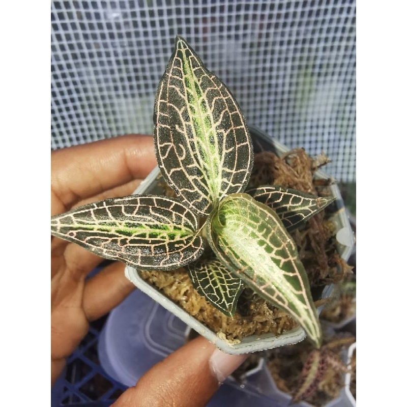 jewel orchid goodyera pusilla เสือภูเขา กล้วยไม้ดิน ต้นไม้จัดตู้ ต้นไม้ ...