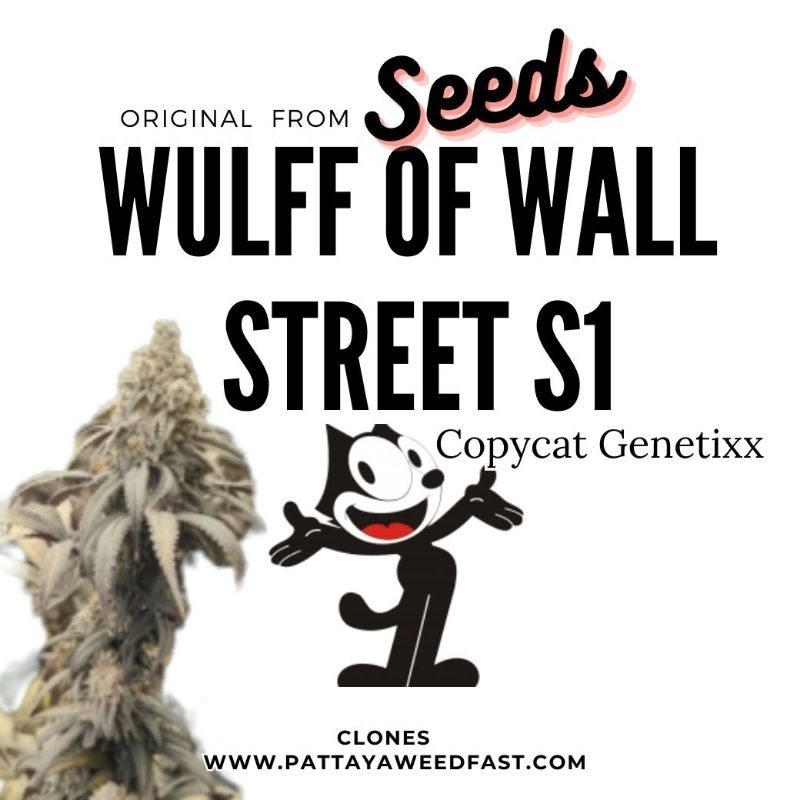 Wulff of wall Street s1 clone copycat Genetixx Seeds Seeds phenotype ...