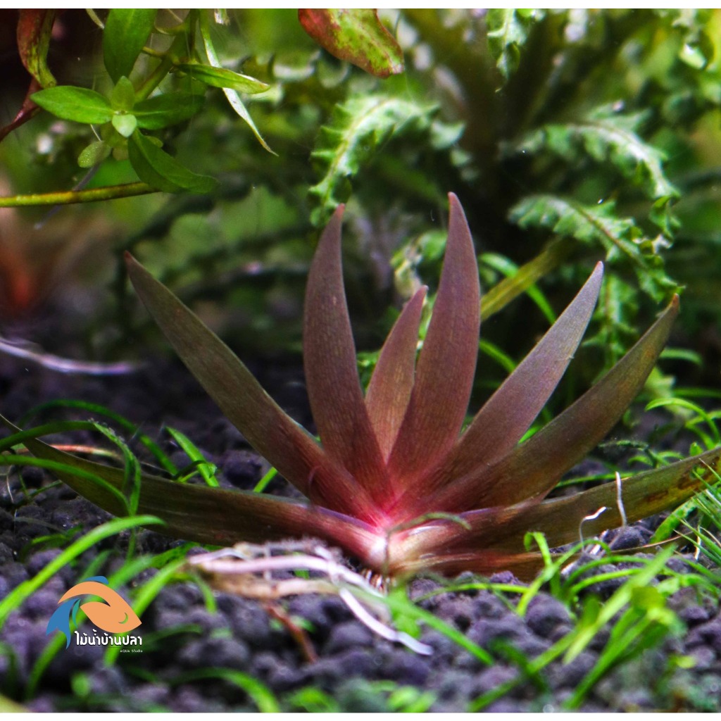 กระดุมไซริส Xyris sp. Red | Shopee Thailand