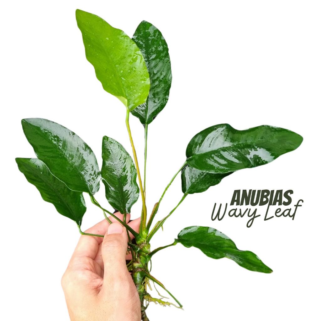 อนูเบียสใบหยัก เลือกขนาดได้ - ANUBIAS NANA ‘LONG WAVY’ ต้นไม้น้ำ ...