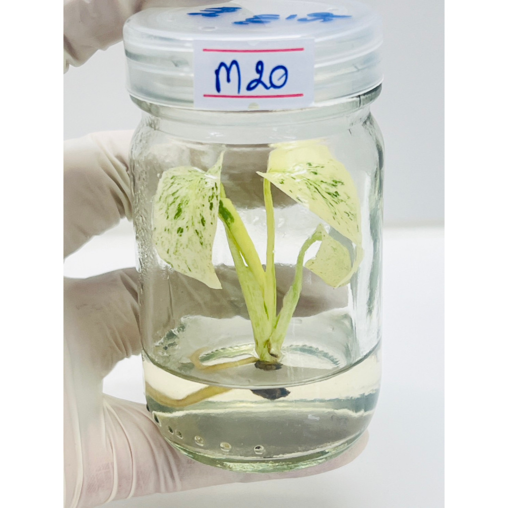 เนื้อเยื่อ มอนมิ้นท์ มอนสเตอร่ามิ้นท์ Monstera Borsi x deliciosa Mint ...