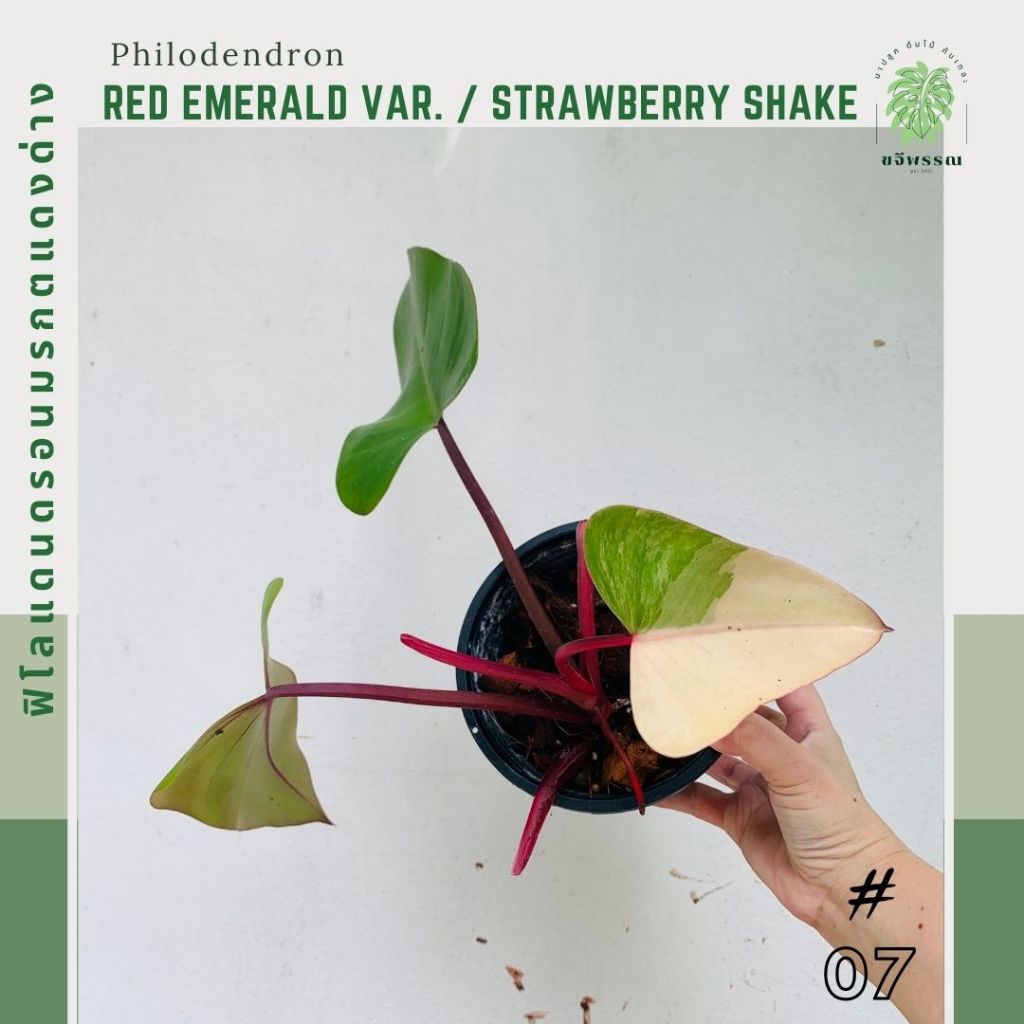 Philodendron Red Emerald (Strawberry Shake) | ฟิโลเดนดรอนเรดเอมเมอรัล ...