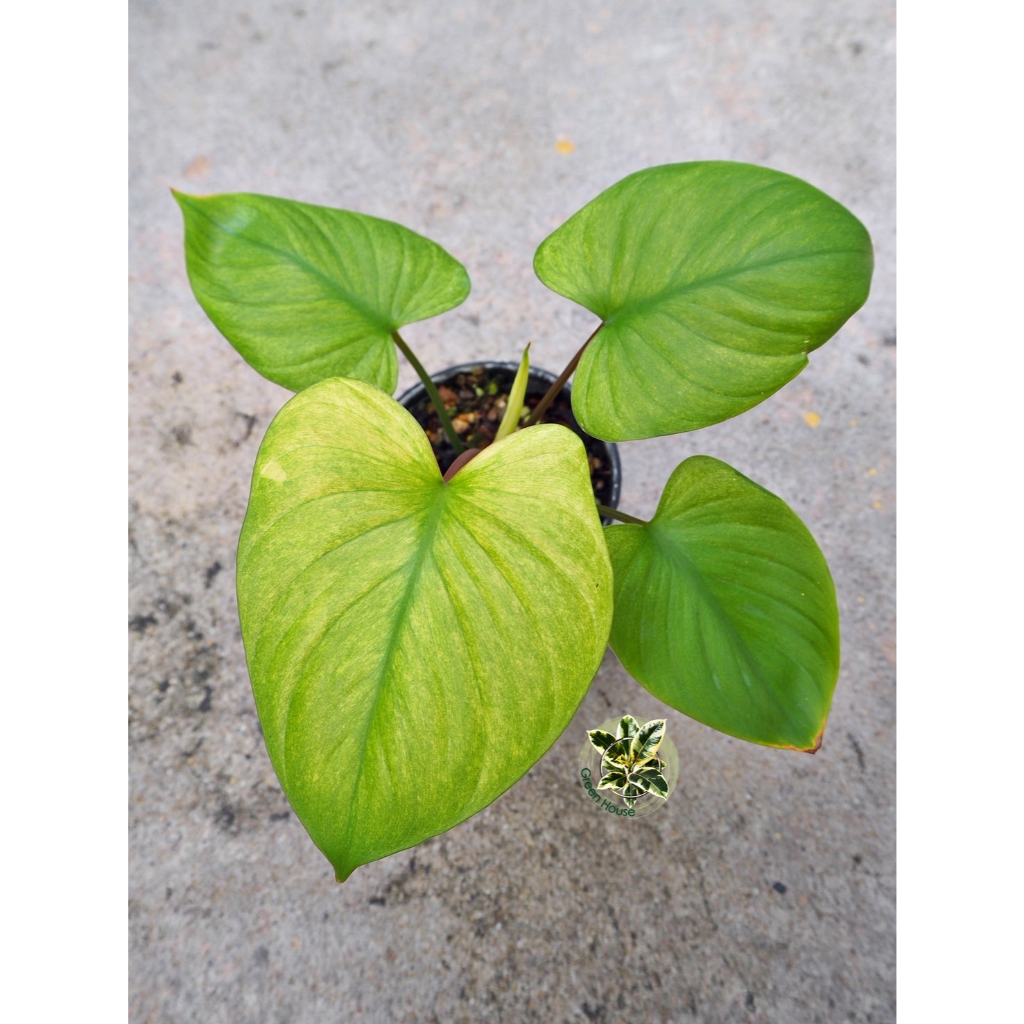 Homalomena Rubescens Full Mint เสน่ห์จันทร์ บุษราคัมฟูลมิ้นท์ | Shopee ...