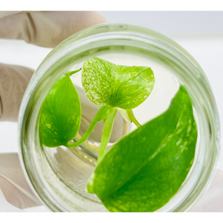 เนื้อเยื่อ มอนมิ้นท์ มอนสเตอร่ามิ้นท์ Monstera Borsi x deliciosa Mint ...