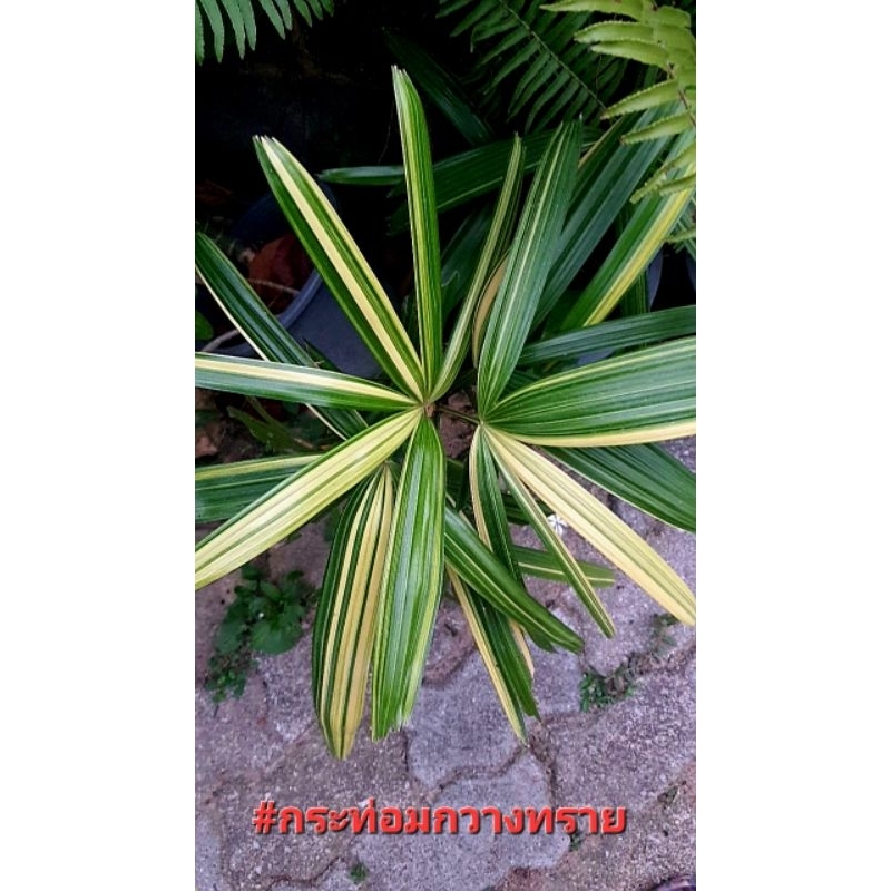 ต้นจั๋งใบด่างฟอร์มสวย พร้อมส่งยกกอไปเลย 300 บาทค่ะ ทักเลือกต้นได้ก่อน ...