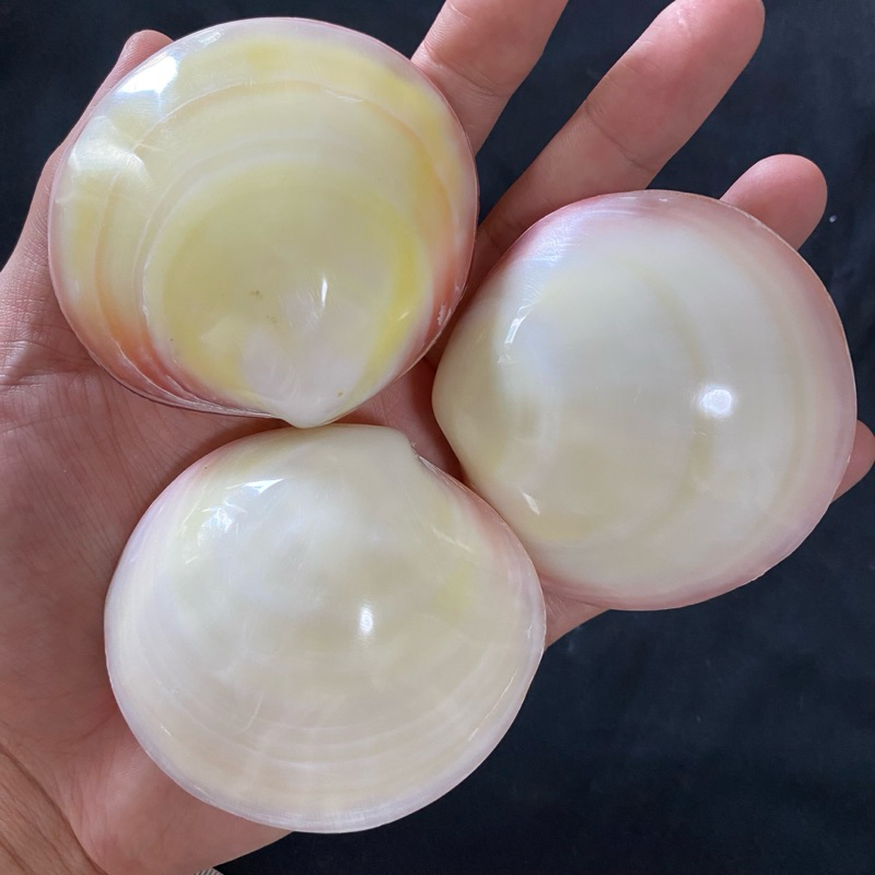 เปลือกหอยสีชมพู PINK CLAM SHELL สำหรับตกแต่งบ้านและของสะสมส่วนตัว 5-8cm ...