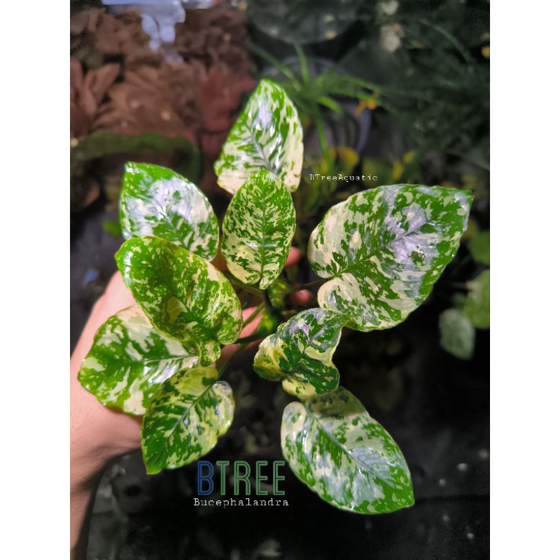 Rare 🔥Anubias Varking อนูเบียส วาคิง | Shopee Thailand
