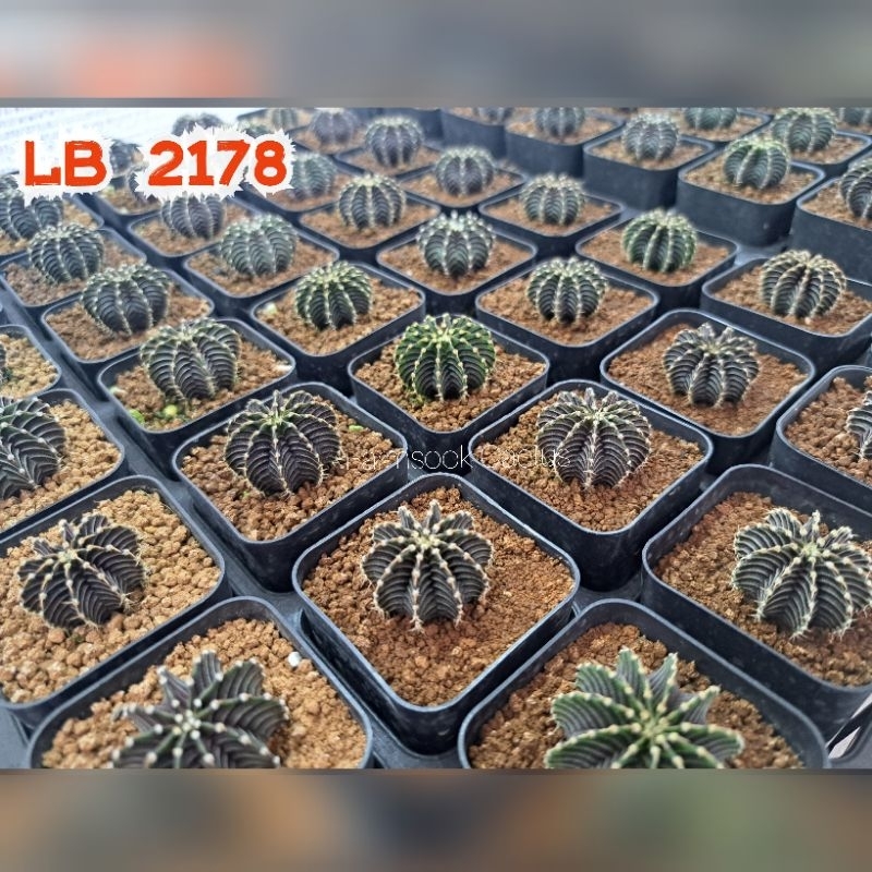 ‼️กล่องLB 20 ต้น‼️ยิมโน LB2178 แท้ 2++ซม.(ถอดกระถาง) Gymnocalycium mihanovichii LB2178 แคคตัส ...
