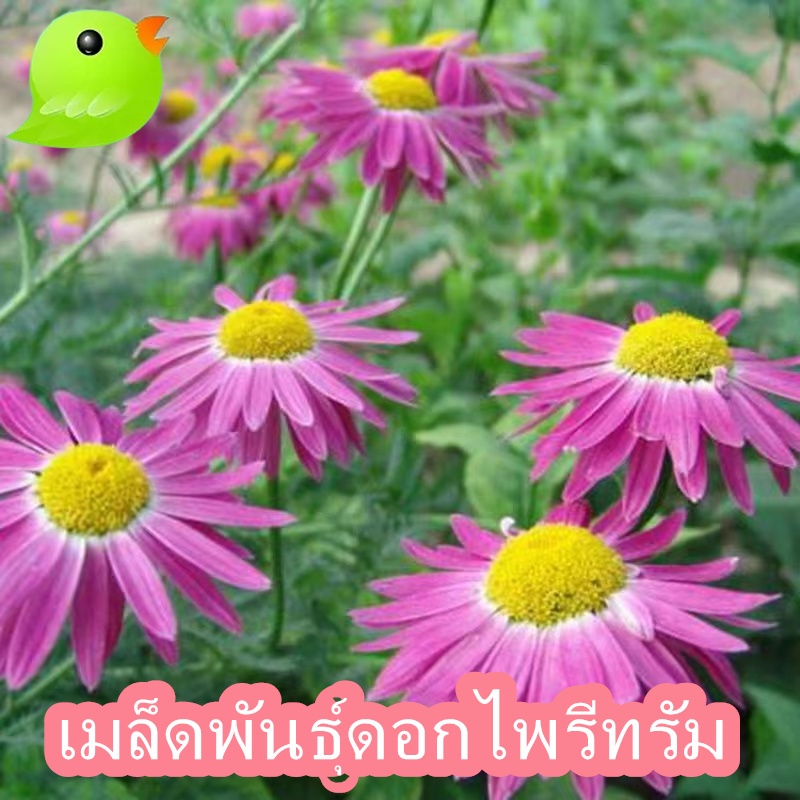 เมล็ดพันธุ์ ไพรีทรัม คละสี 100 เมล็ด ดอกไม้ไล่แมลง Mixed Pyrethrum ...