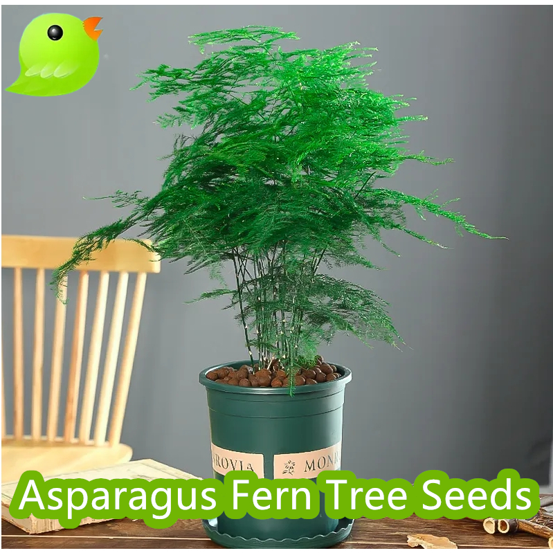 เมล็ดพันธุ์ หน่อไม้ฝรั่งเฟิร์นต้น Asparagus Fern Tree Seeds for ...