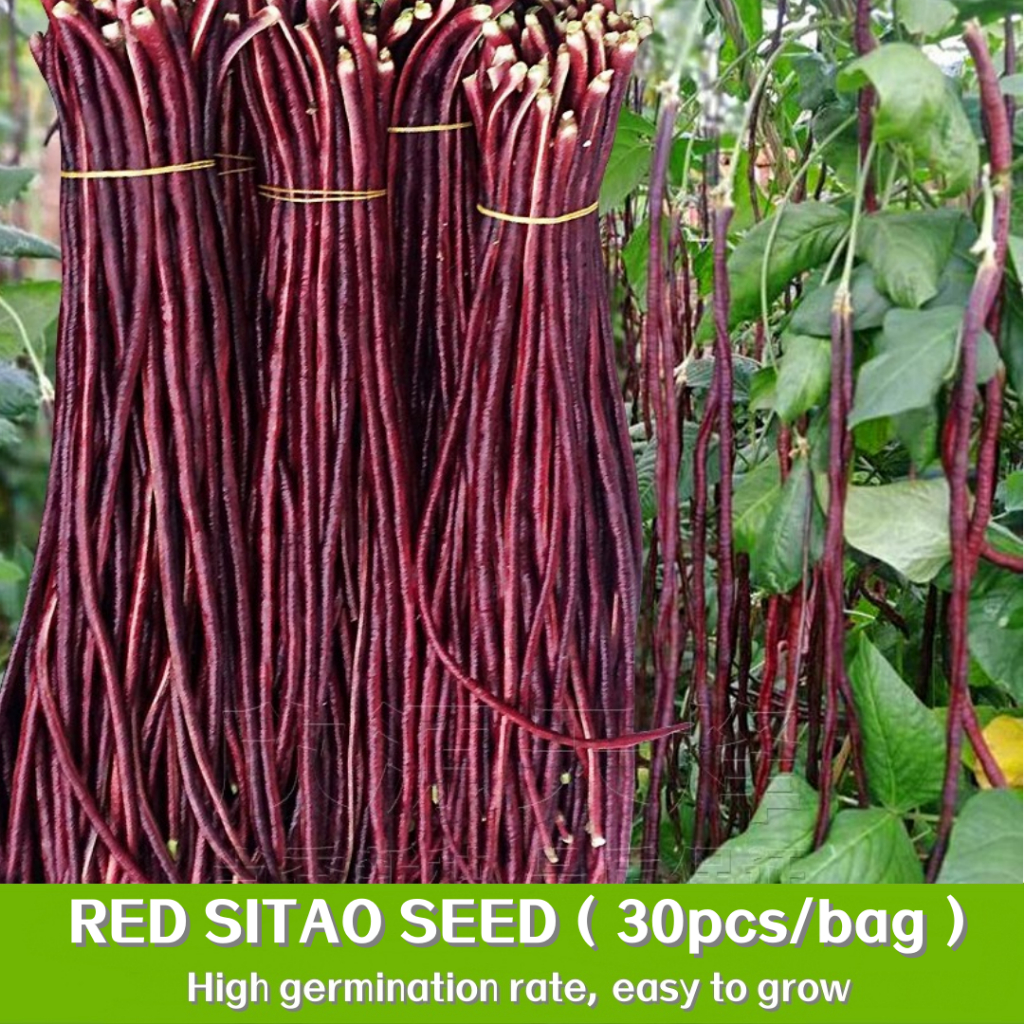 พืชหายาก พืชผัก 30เมล็ด ถั่วฝักยาวแดง RED SITAO SEEDS เมล็ดพันธุ์ให้ผลผลิตสูง เมล็ดพันธุ์ต้านโรค ...