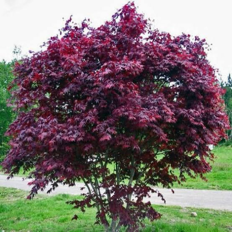 Acer palmatum 'Grandma Ghost' Japanese Maple | Shopee Thailand