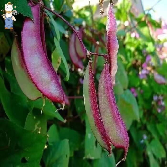 พืชหายาก 5 เมล็ด Batao Seeds เมล็ดพันธุ์ถั่วแปป งานฝีมือสวน ฟาร์ม ...