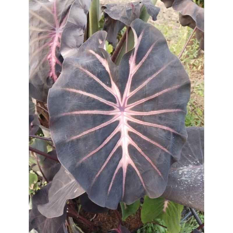 (โคโลคาเซีย นิมารา) Nimala ตัดสด ราคาถูก สุดคุ้ม | Shopee Thailand