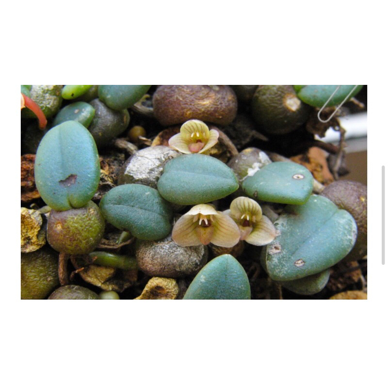 สิงโตเพชรพระอินทร์ (Trias Intermedia) [ กล้วยไม้จิ๋ว] | Shopee Thailand