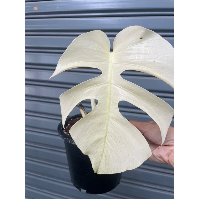Monstera full mint variegated | Shopee Thailand