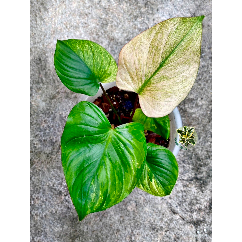 Homalomena Rubescens Full Mint Variegated เสน่ห์จันทร์ บุษราคัมฟูล ...