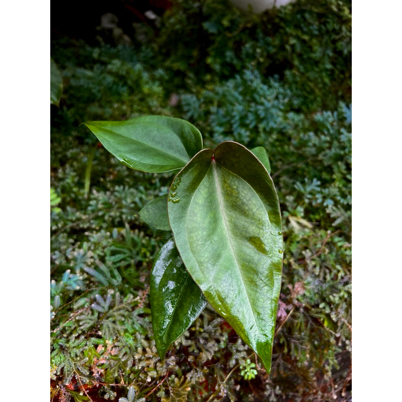 Anthurium nigrolaminum gigi (Sp.napo ) Cross Besseae aff ( round form ...