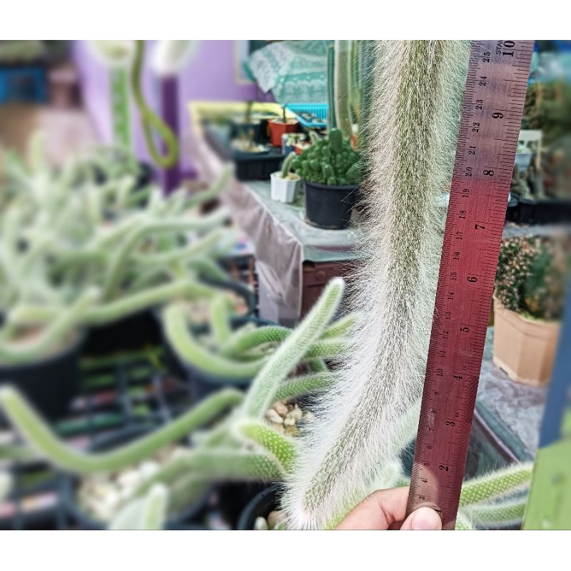 หางลิง ตัดสด ยาว 25 ซม. กระบองเพชร cactus แคคตัส ฟาร์มแม่ณี | Shopee ...