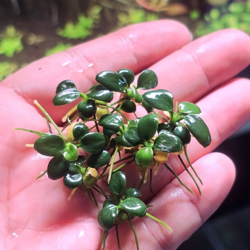 Anubias nana Petite mini อนูเบียสเพอทิส มินิ ( Tissue Culture กระปุก ...