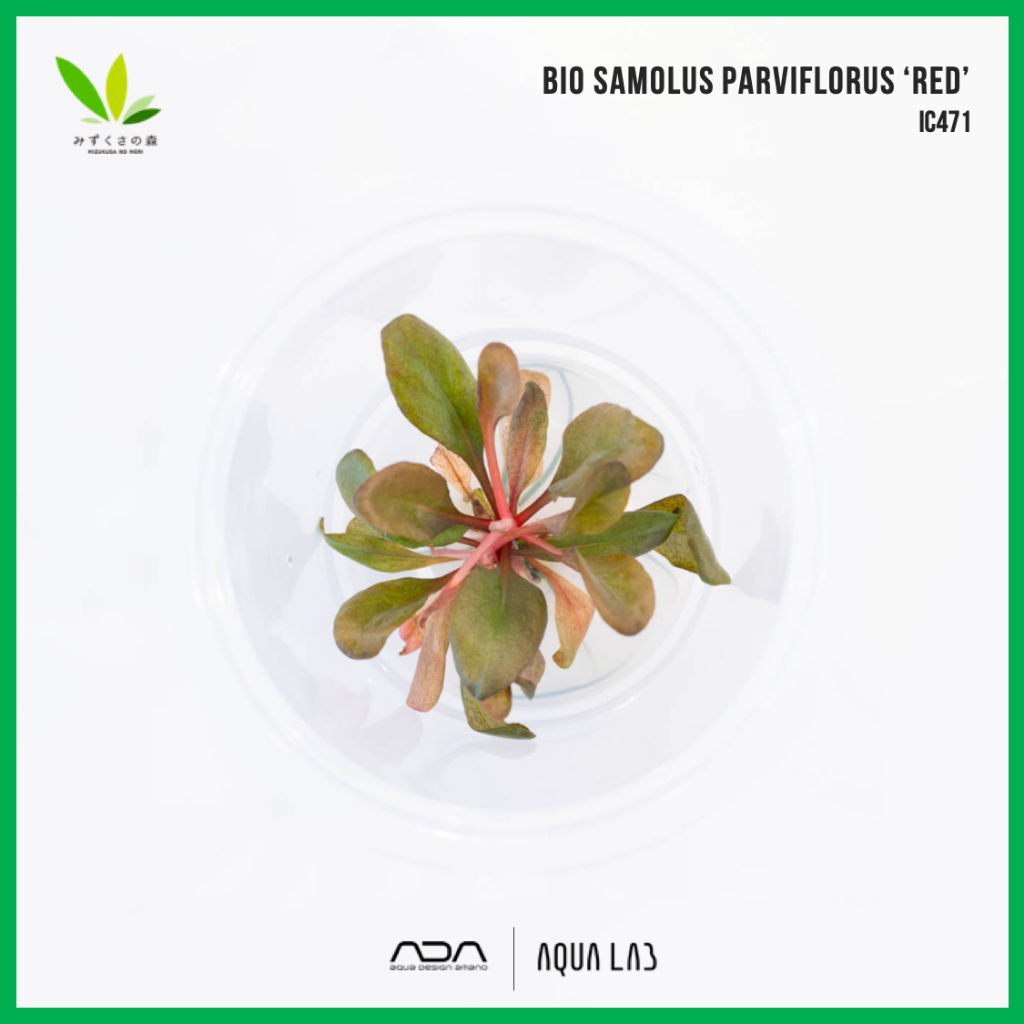 BIO Samolus parviflorus ‘red’ [ไม้น้ำ - Aquatic Plant] IC471 | Shopee ...
