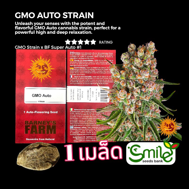 เมล็ดกัญชา GMO (Auto) - Barney’s Farm | Shopee Thailand