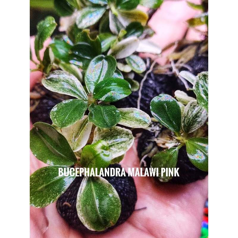Bucephalandra Malawi Pink 💕 MP | Shopee Thailand