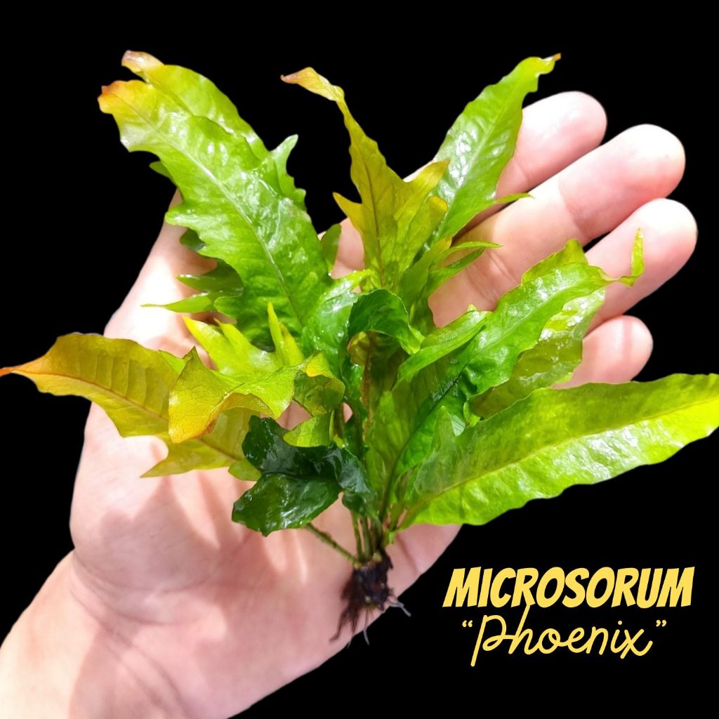 รากดำ ฟินิกซ์/ทรอปิก้า จาวาเฟิร์นขนนก - MICROSORUM SP. ‘PHOENIX’ ต้นไม้ ...