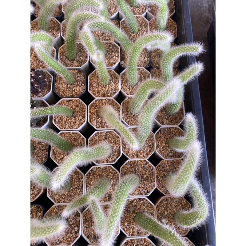 หางลิง แคคตัส กระถาง 2 นิ้ว | Shopee Thailand