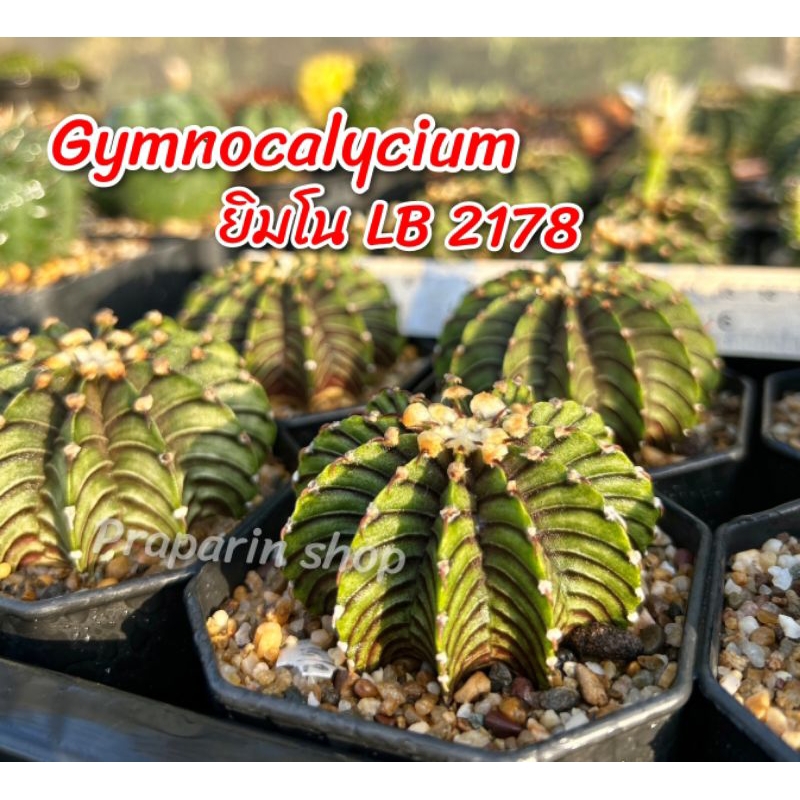 ยิมโน LB 2178 Gymnocalycium แคคตัส กระบองเพชร cactus&succulent | Shopee Thailand