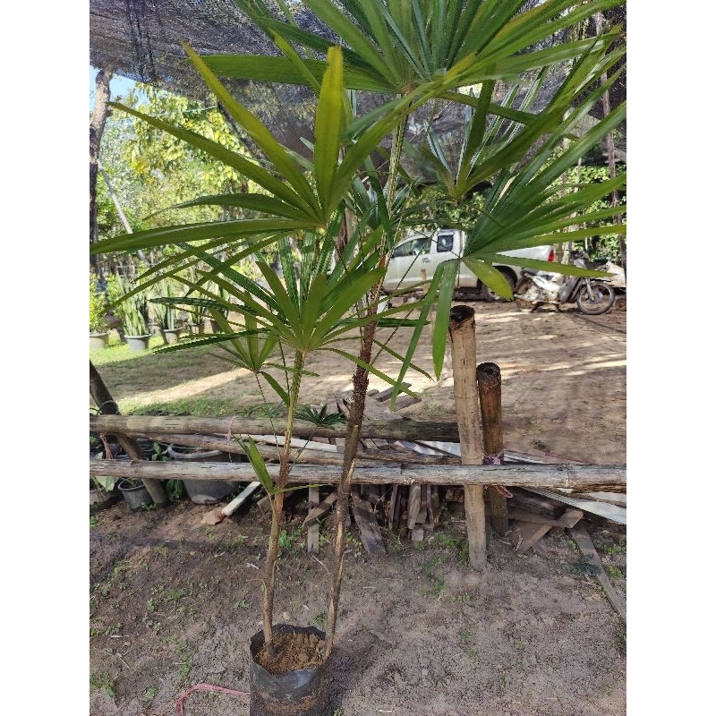 ต้นจั๋ง ต้นไม้ฟอกอากาศ | Shopee Thailand